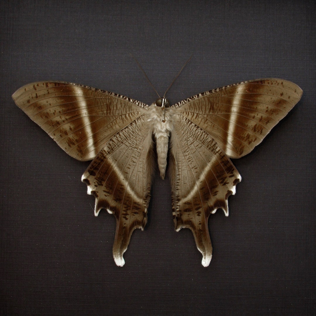 Large Real Swallowtail Moth Framed Taxidermy Lyssa Patroclus Victorian ...