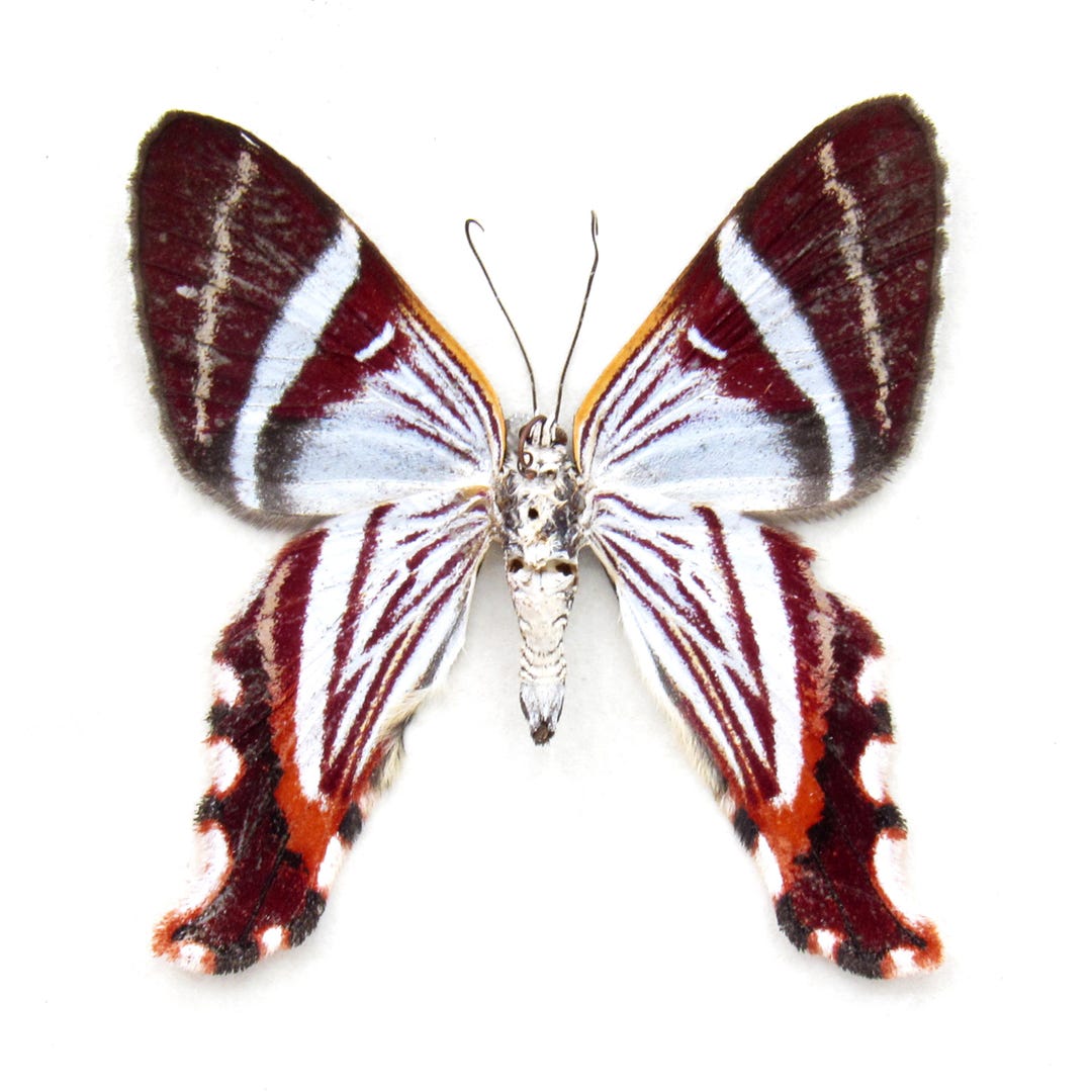 Rare Maroon Geometer Moth Framed Taxidermy - Erateina Species - Etsy