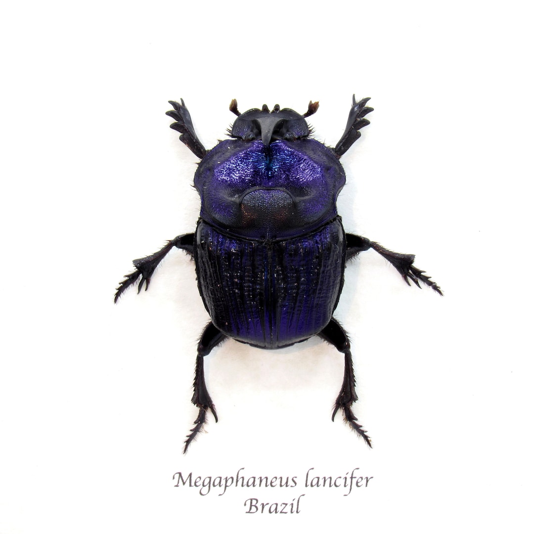 Rare Giant Purple Scarab Beetle Framed Taxidermy Megaphanaeus Lancifer ...