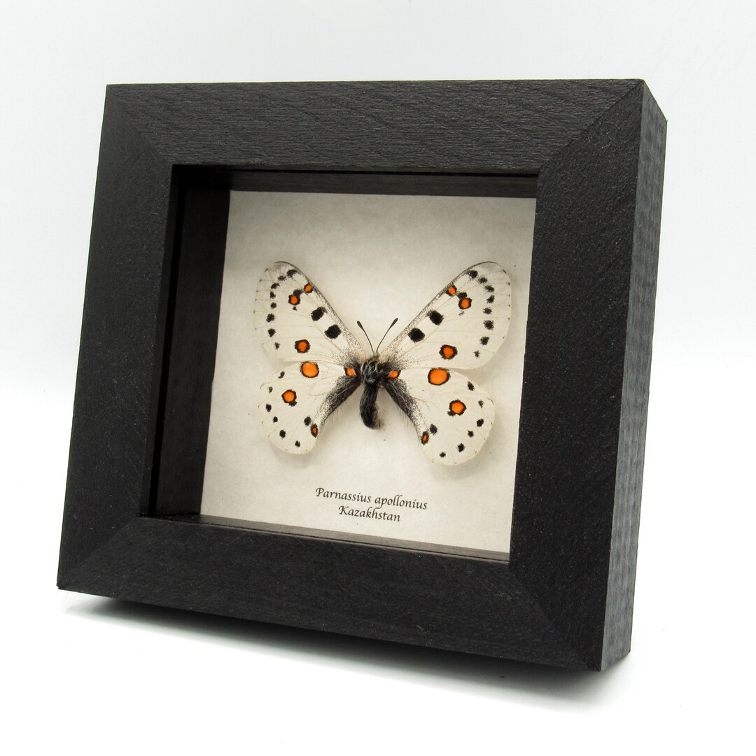 Real White Snow Apollo Butterfly Framed Taxidermy - Parnassius ...