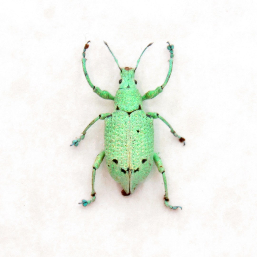 Rare Glitter Weevil Beetle Framed Taxidermy - Curculionidae Species - Etsy
