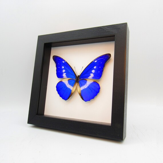 Real Metallic Blue Butterfly Framed Taxidermy Morpho - Etsy