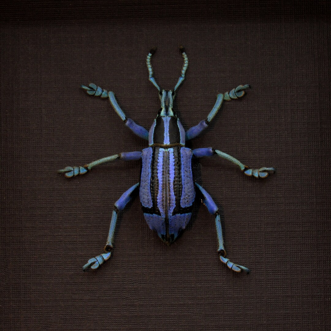 Rare Purple Weevil Framed Taxidermy Eupholus Bennetti - Etsy
