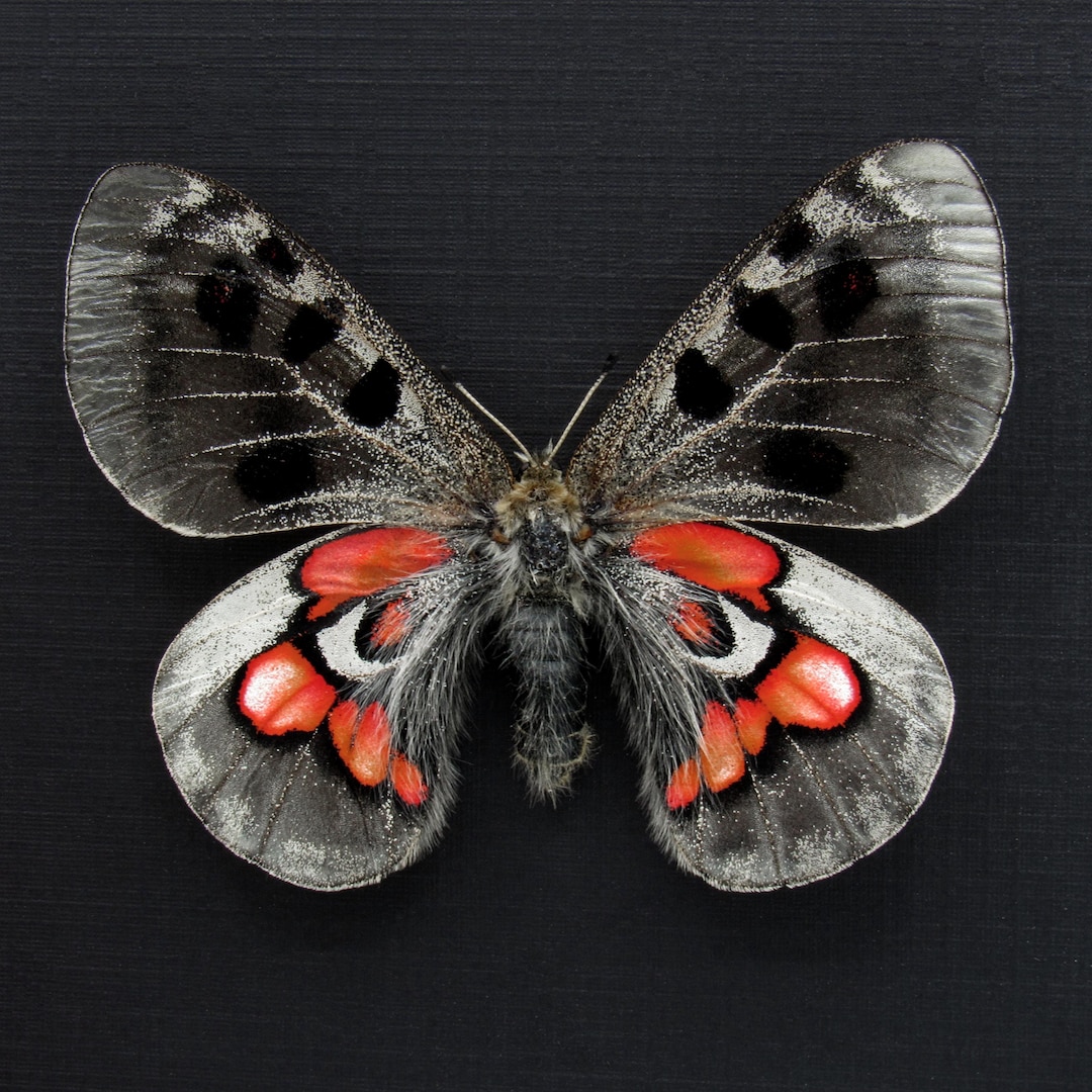 Very Rare Hybrid Snow Apollo Butterfly Framed Taxidermy - Parnassius ...