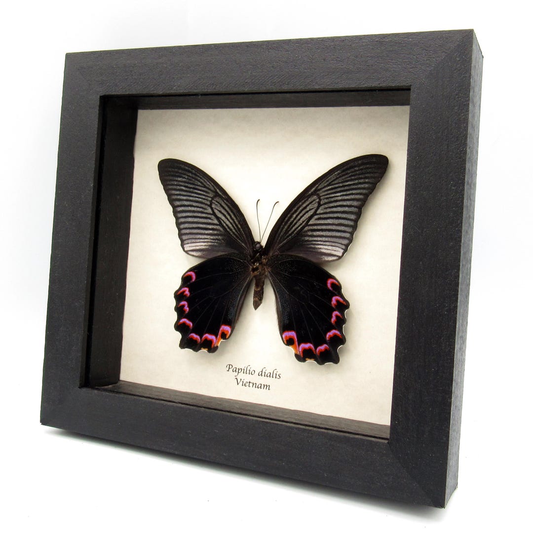 Real Giant Peacock Swallowtail Butterfly Framed Taxidermy - Papilio ...