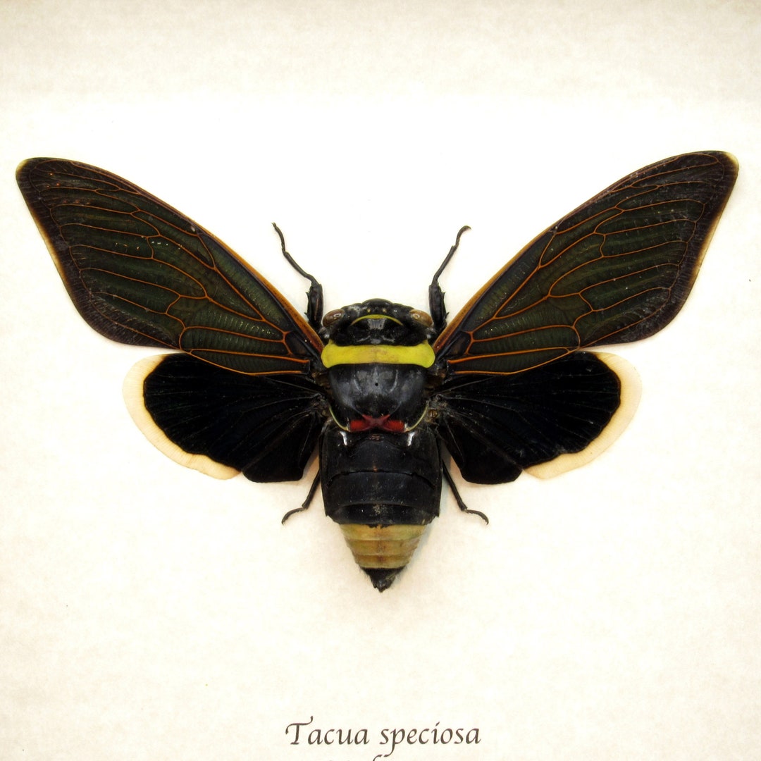 Rare XL Giant Black Rainforest Cicada Framed Taxidermy Tacua Speciosa ...