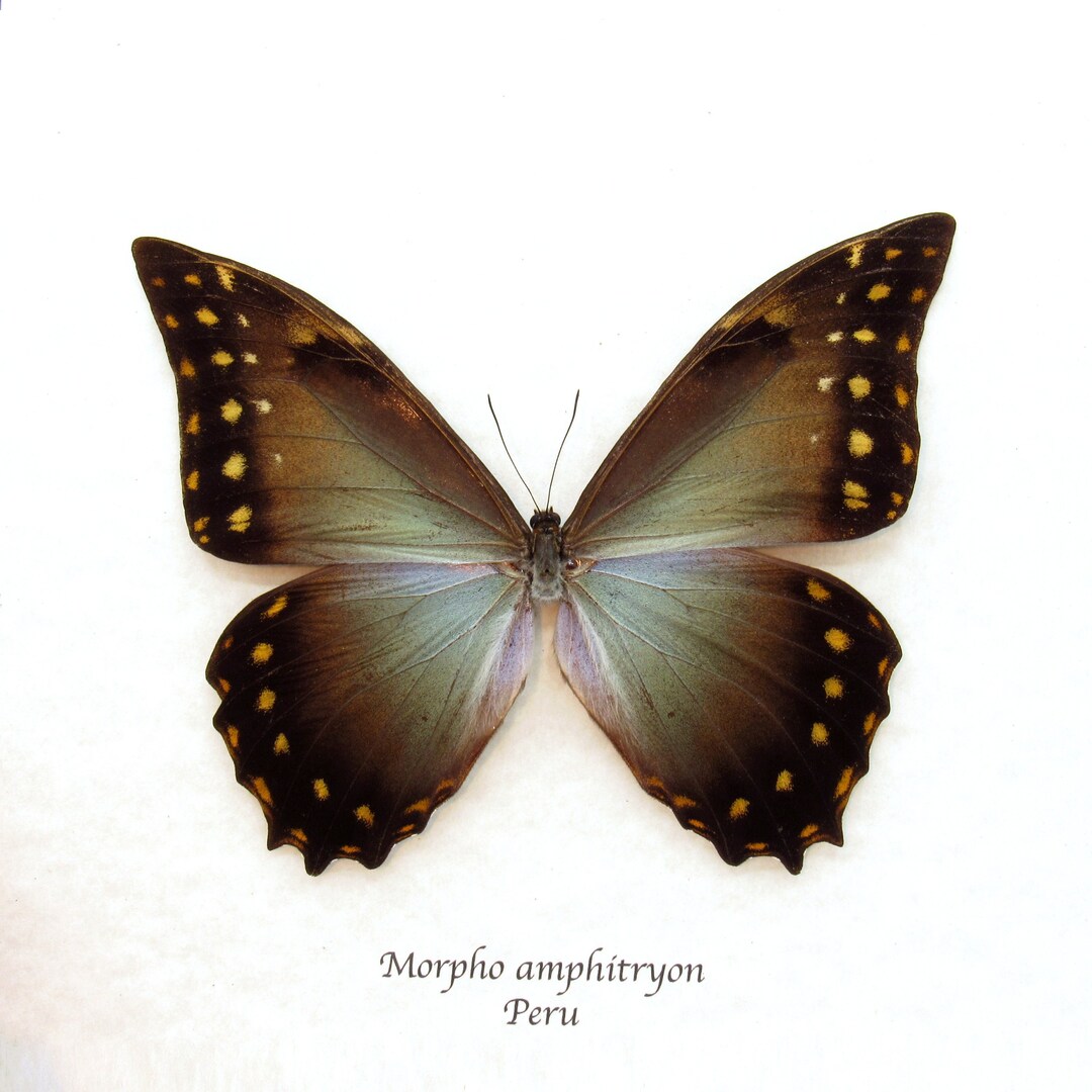 Rare Giant Morpho Butterfly Framed Taxidermy - Morpho Amphitryon - Etsy
