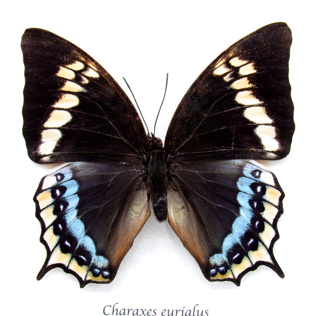 Rare Framed Butterfly Specimen - Charaxes Eurialus - XL Female - Etsy