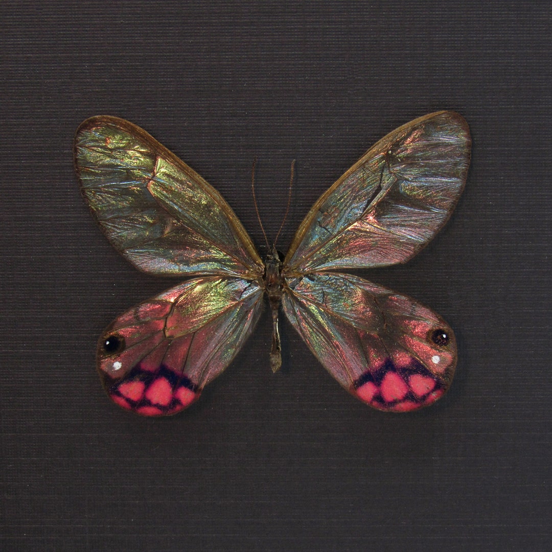 Rare Pink Glasswing Butterfly Framed Taxidermy Cithaerias Pyropina - Etsy
