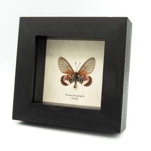 Real Pink African Glasswing Butterfly Framed Specimen - Acraea ...