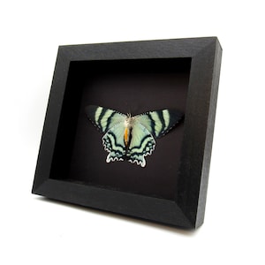 Real Blue Moth Framed Taxidermy Alcides Orontes Victorian - Etsy