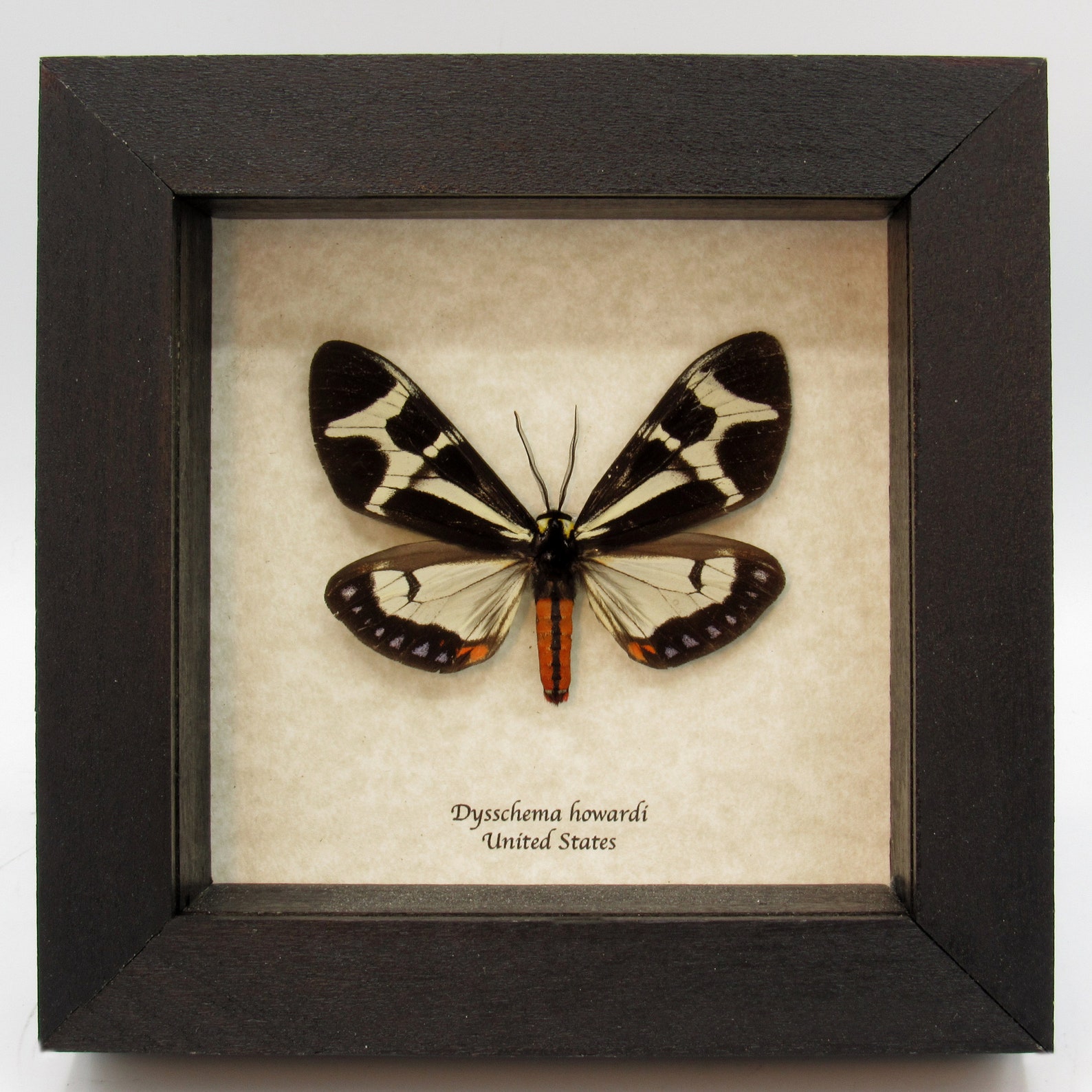 Real Northern Giant Flag moth framed Dysschema howardi | Etsy