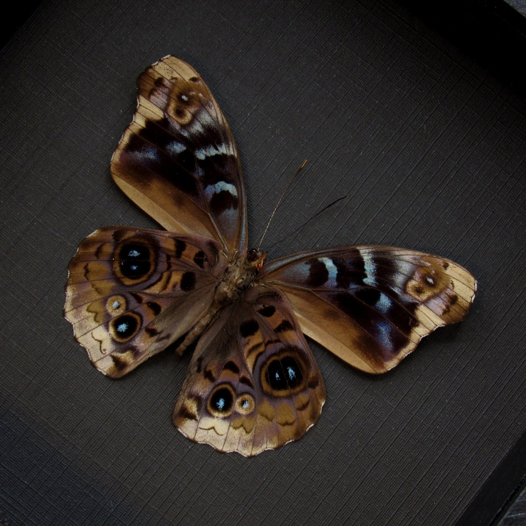 Real Purple Wing Butterfly Framed Taxidermy - Eunica Volumna Celma - Etsy