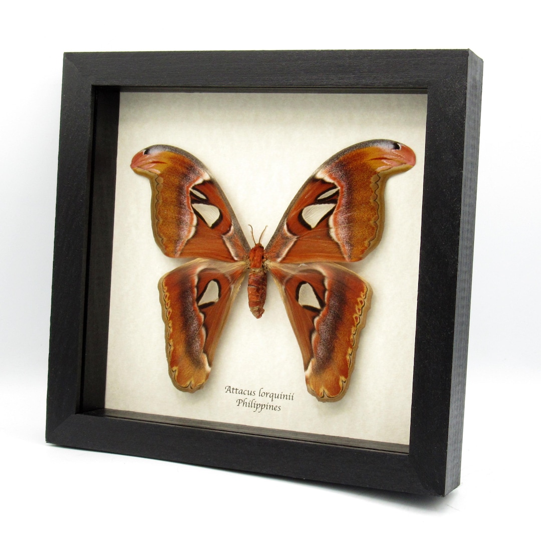 Real Giant Atlas Moth Framed Taxidermy - Attacus Lorquinii - Female - Etsy