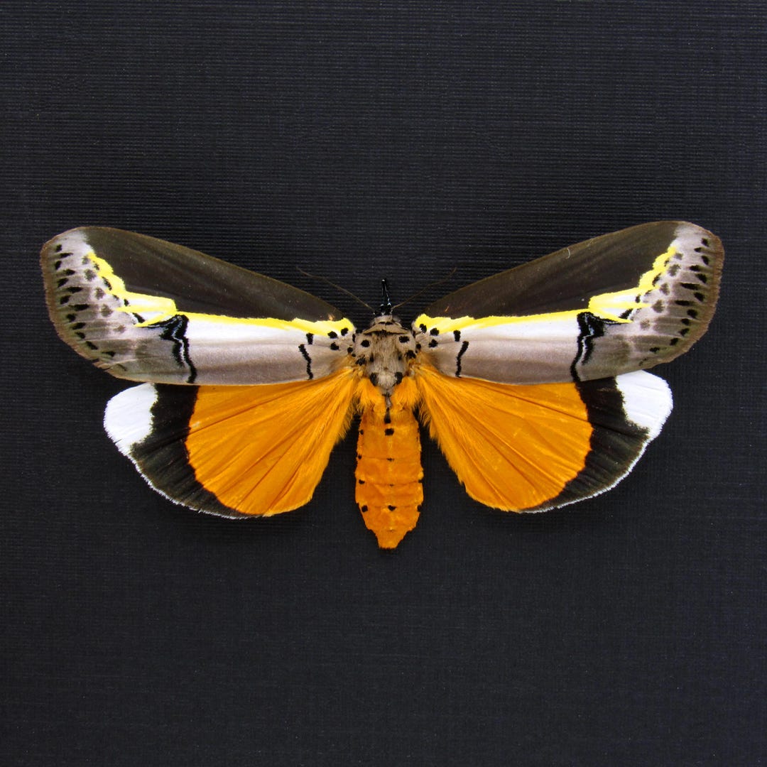 Rare Yellow Tuft Moth Framed Taxidermy - Eligma Hypsoides - Etsy