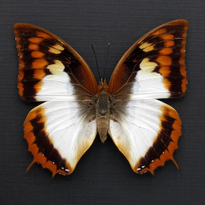 Rare Flame Bordered Charaxes Butterfly Framed Taxidermy - Charaxes ...