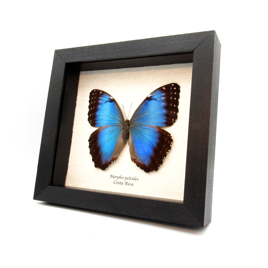 Real Metallic Blue Morpho Butterfly Framed Taxidermy Morpho - Etsy