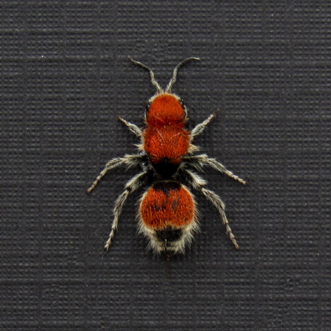 Large Rare Red Velvet Cow Killer Ant Framed Taxidermy Dasymutilla Foxi ...