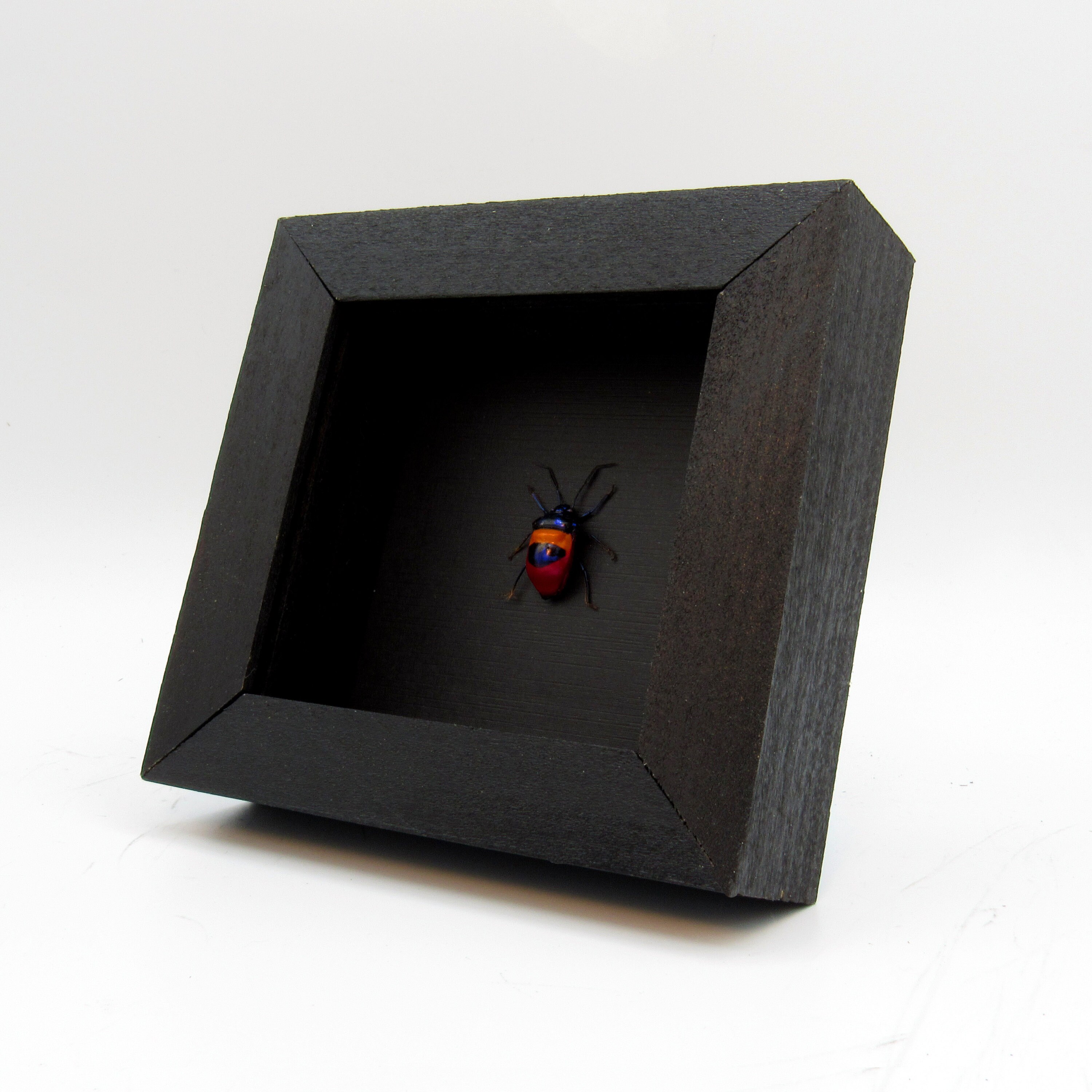 Rare Metallic Rainbow Bug Framed Taxidermy - Scutelleridae Species - Etsy