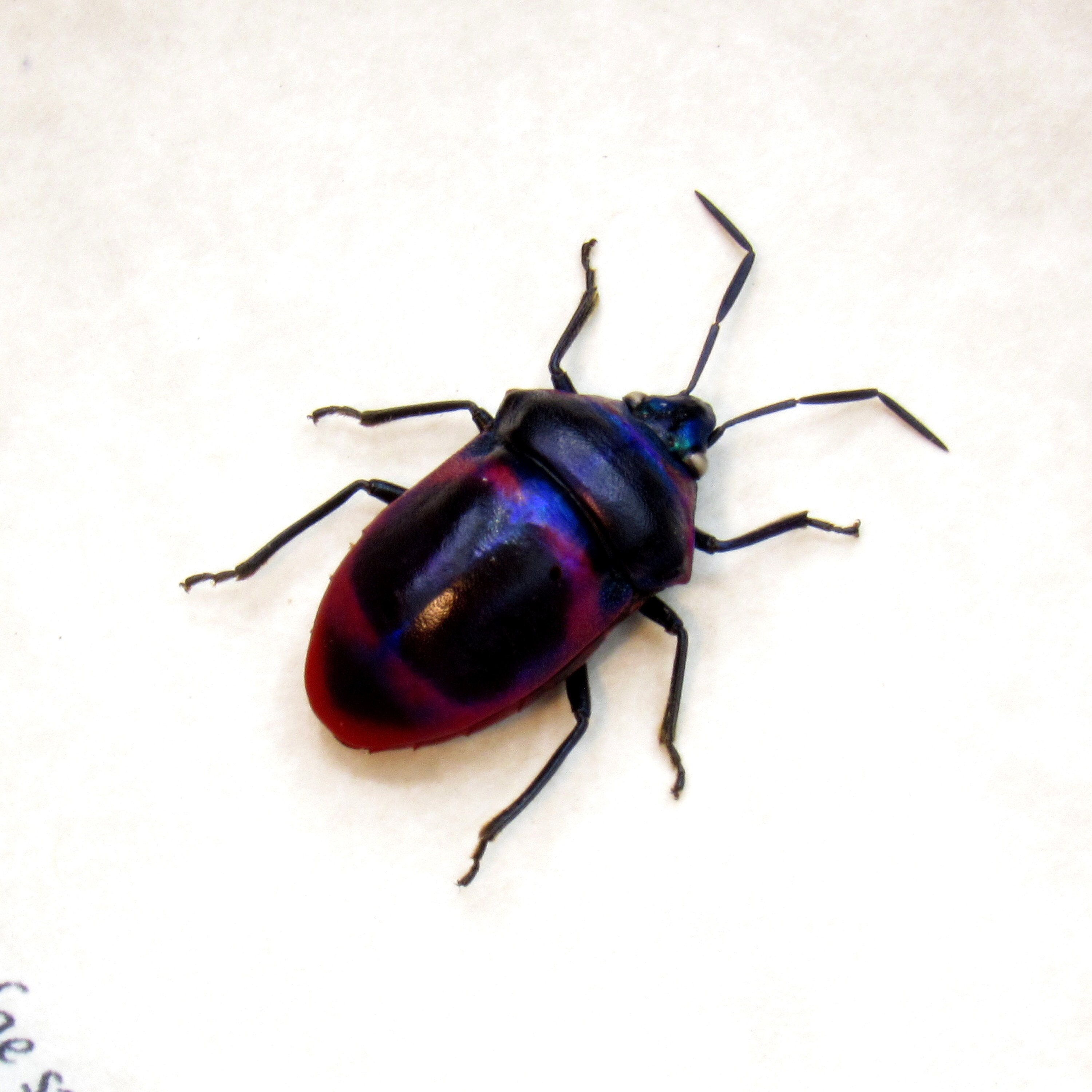 Purple Beetle Insect