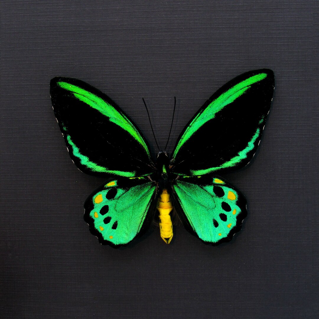 Rare Australian Cairns Birdwing Butterfly Framed Taxidermy - Etsy