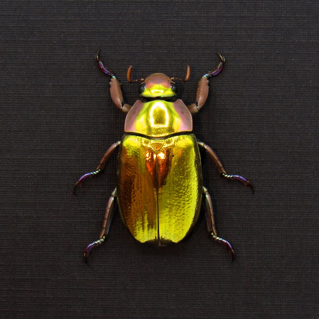Very Rare Gold Jewel Beetle Framed Taxidermy - Chrysina Aurigans - Etsy