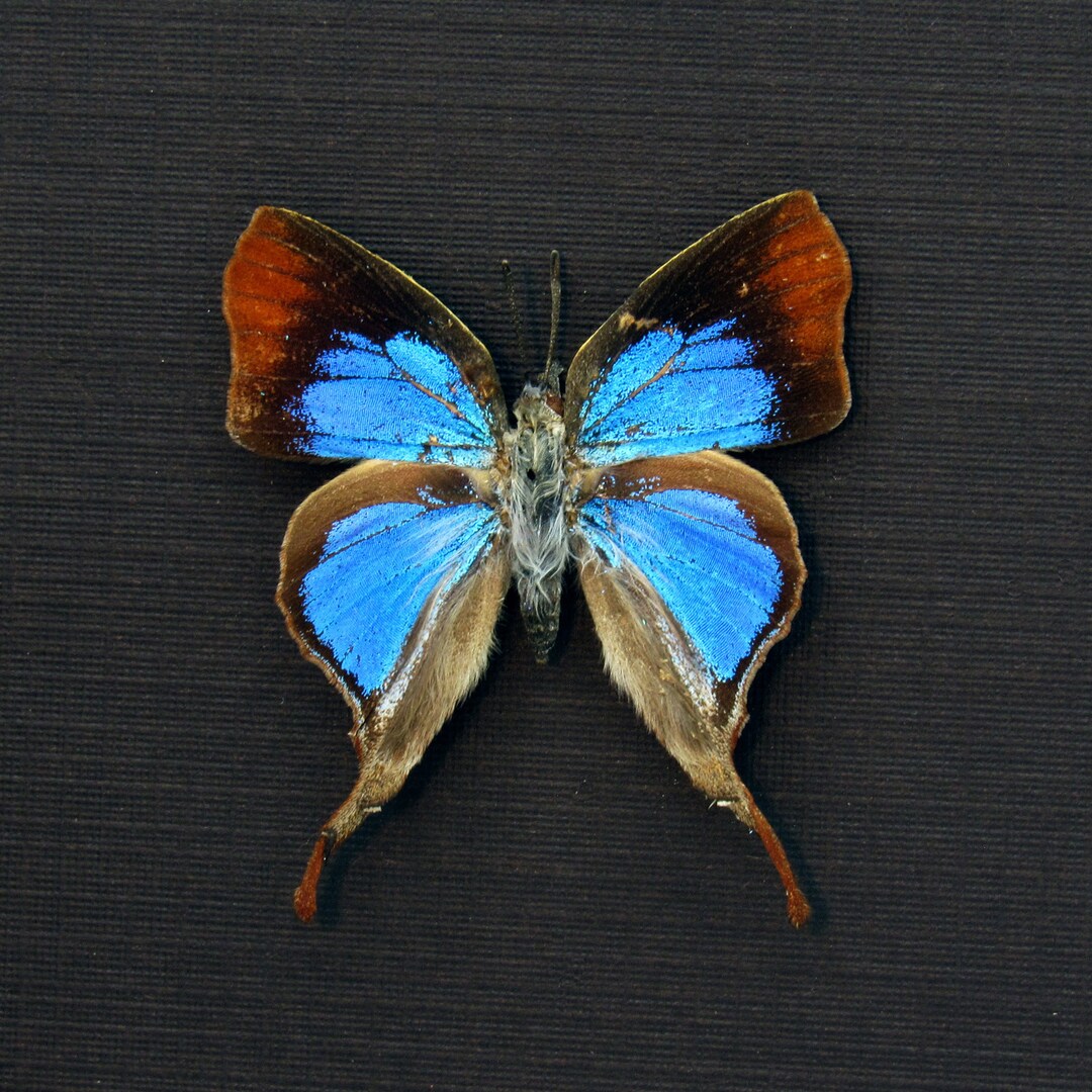 Real Fig Tree Blue Butterfly Framed Taxidermy - Myrina Silenus Ficedula ...