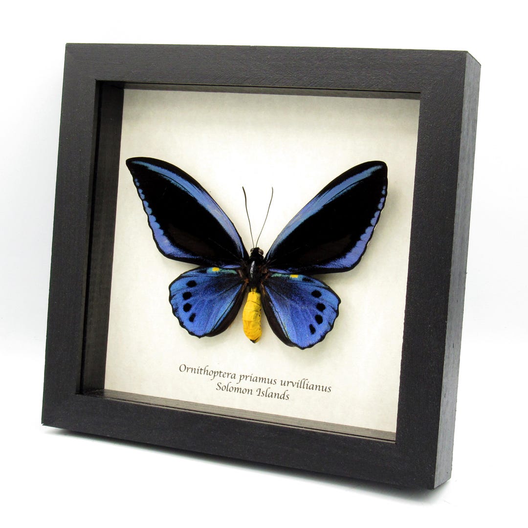 Rare XL Blue Birdwing Butterfly Framed Taxidermy - Ornithoptera Priamus ...