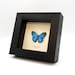 Rare Metallic Blue Framed Taxidermy Butterfly - Euptychia Cephus - Etsy