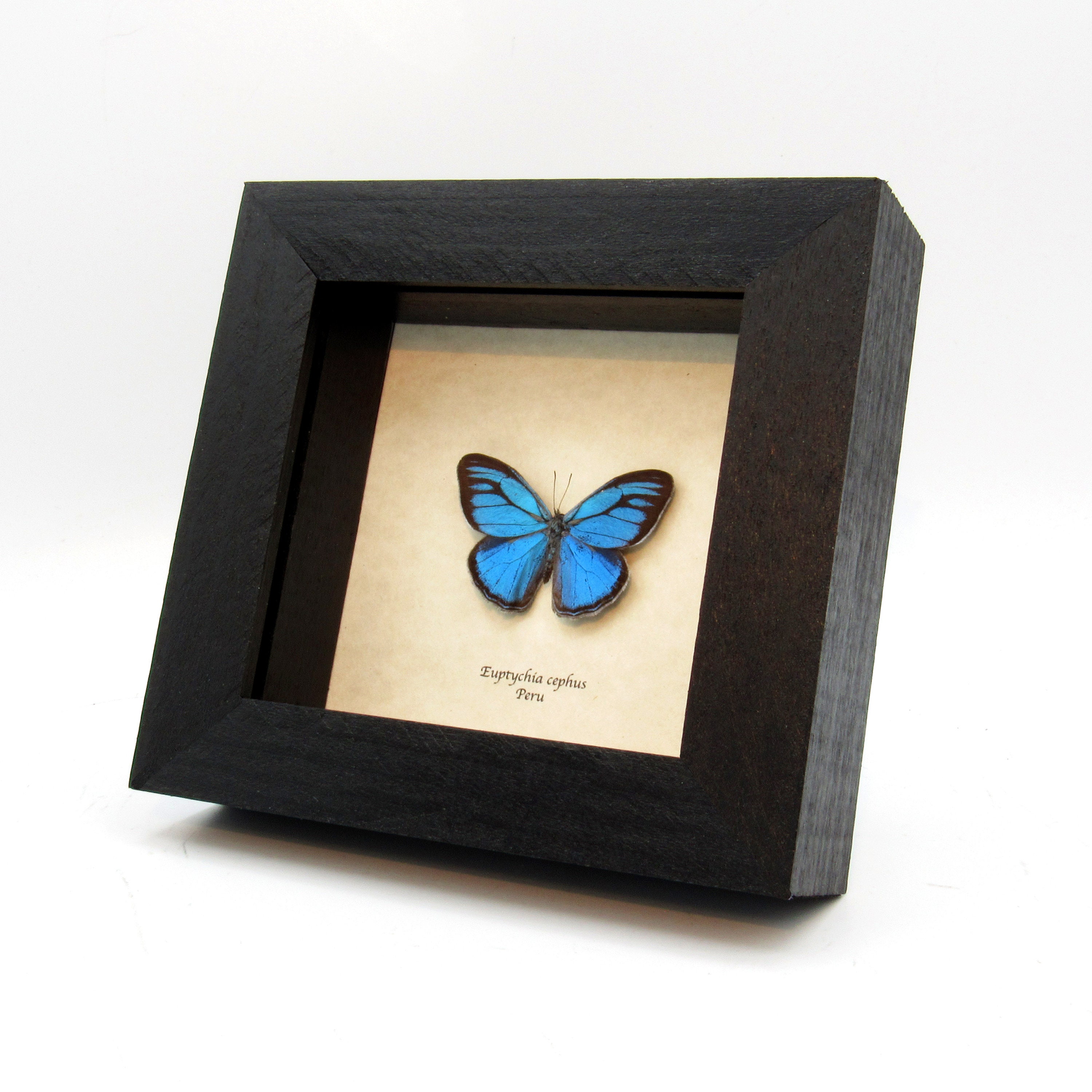 Rare Metallic Blue Framed Taxidermy Butterfly - Euptychia Cephus - Etsy