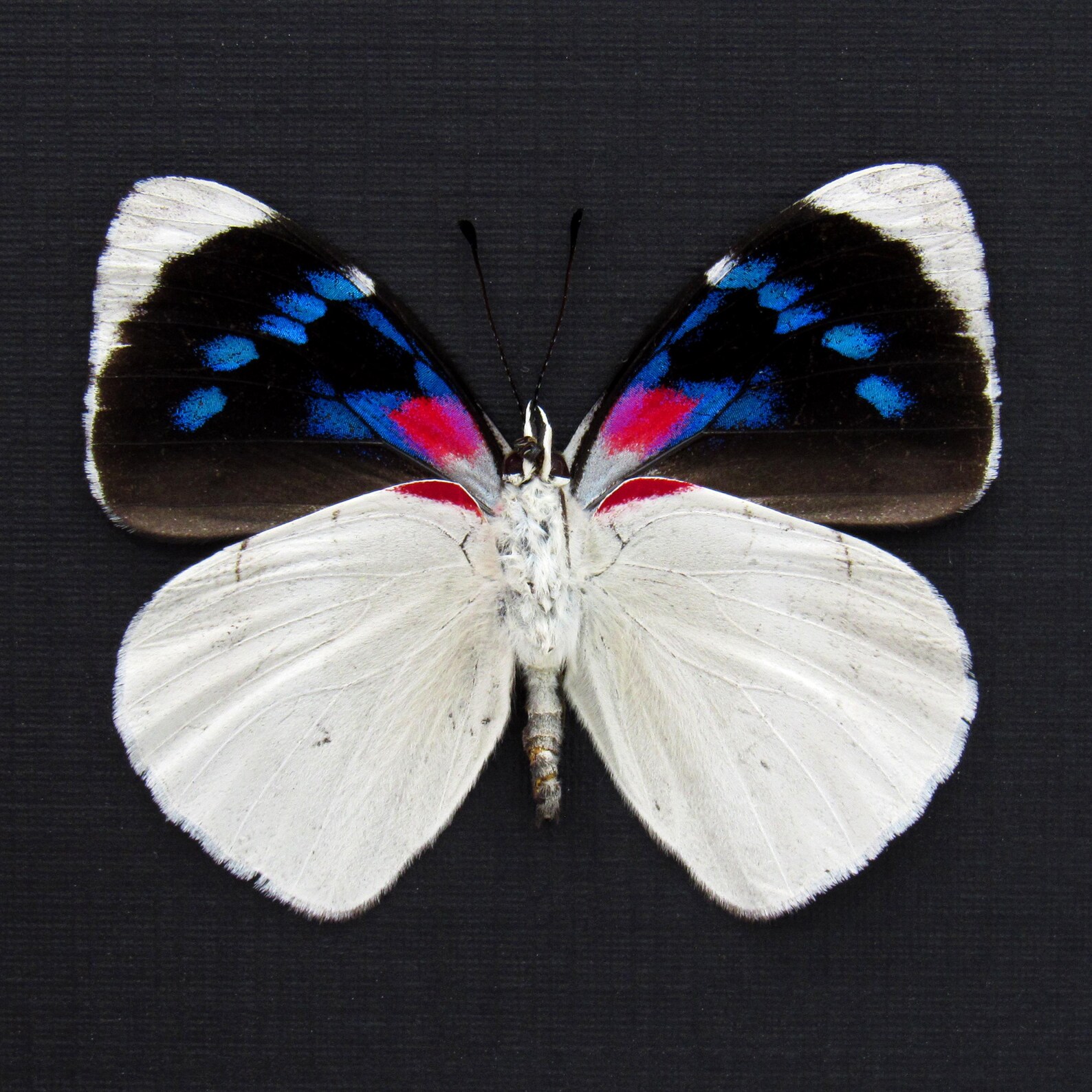 Real Framed Magenta and White Butterfly Taxidermy - Perisama Bomplandii ...