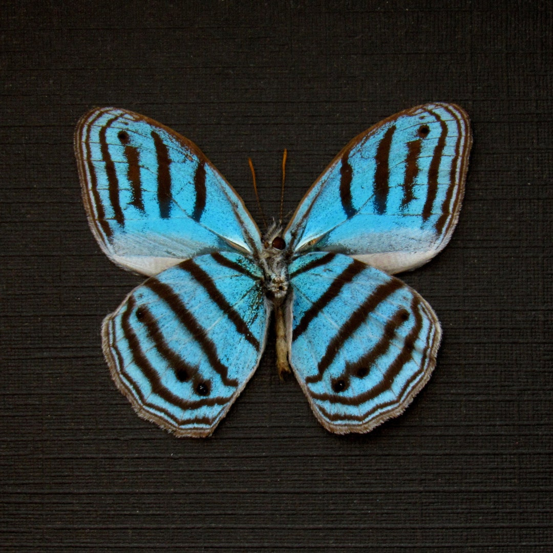 Rare Metallic Blue Framed Taxidermy Butterfly Euptychia Cephus - Etsy