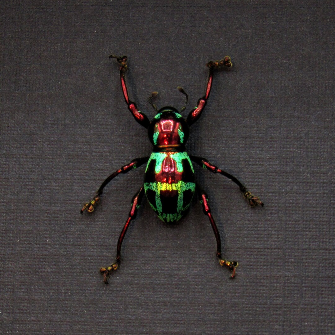 WEEVIL MANIA Real Metallic Red and Green Weevil Framed Taxidermy ...