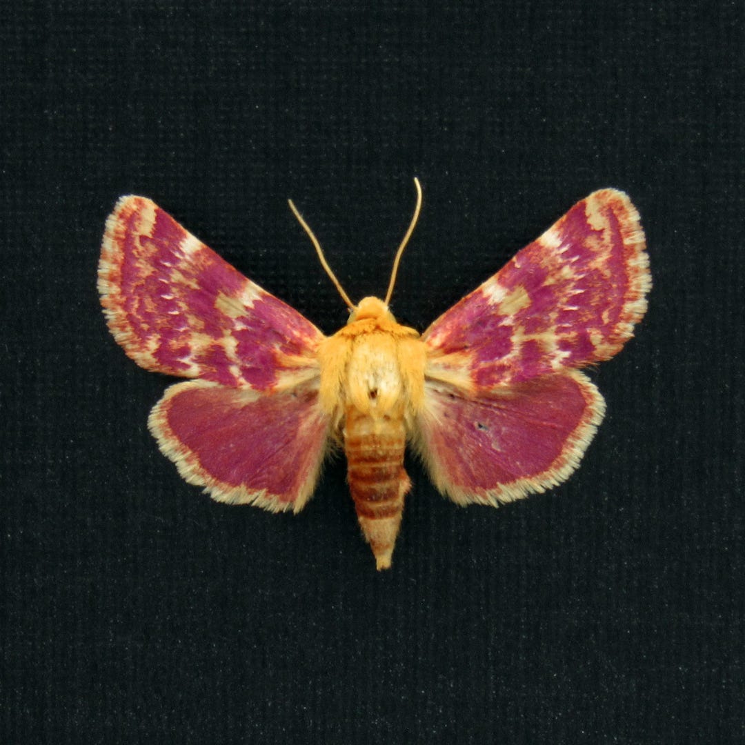 Real Tiny Magenta Painted Schinia Moth - Schinia Volupia - Etsy