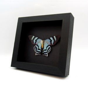 Real Blue Moth Framed Taxidermy Alcides Orontes Victorian - Etsy