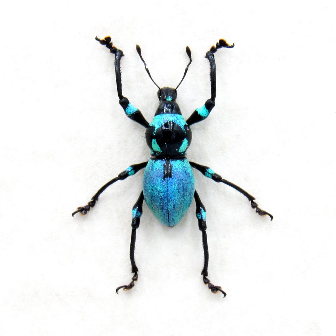 Rare Blue Weevil Beetle Framed Specimen - Metapocyrtus Jaysoni - Etsy