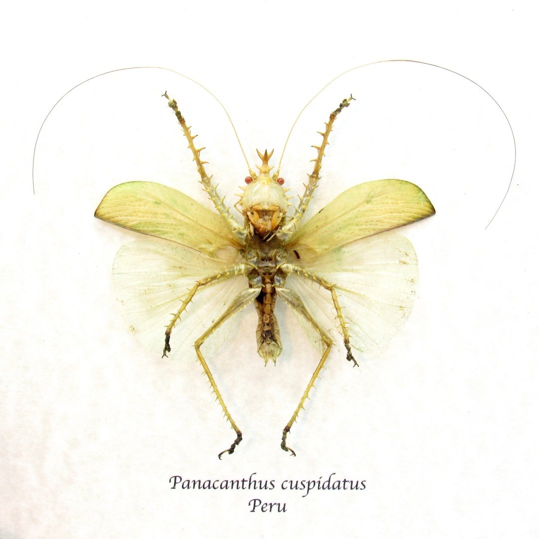 Rare Spiny Devil Katydid Framed Taxidermy - Panacanthus Cuspidatus - Etsy