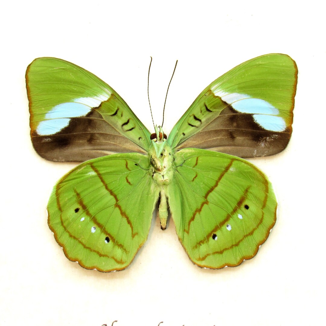 Real Green Olivewing Butterfly Framed Taxidermy Nessaea Hewitsoni - Etsy