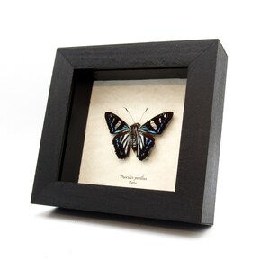 Rare Blue Skipper Butterfly Framed Taxidermy - Phocides Perillus - Etsy