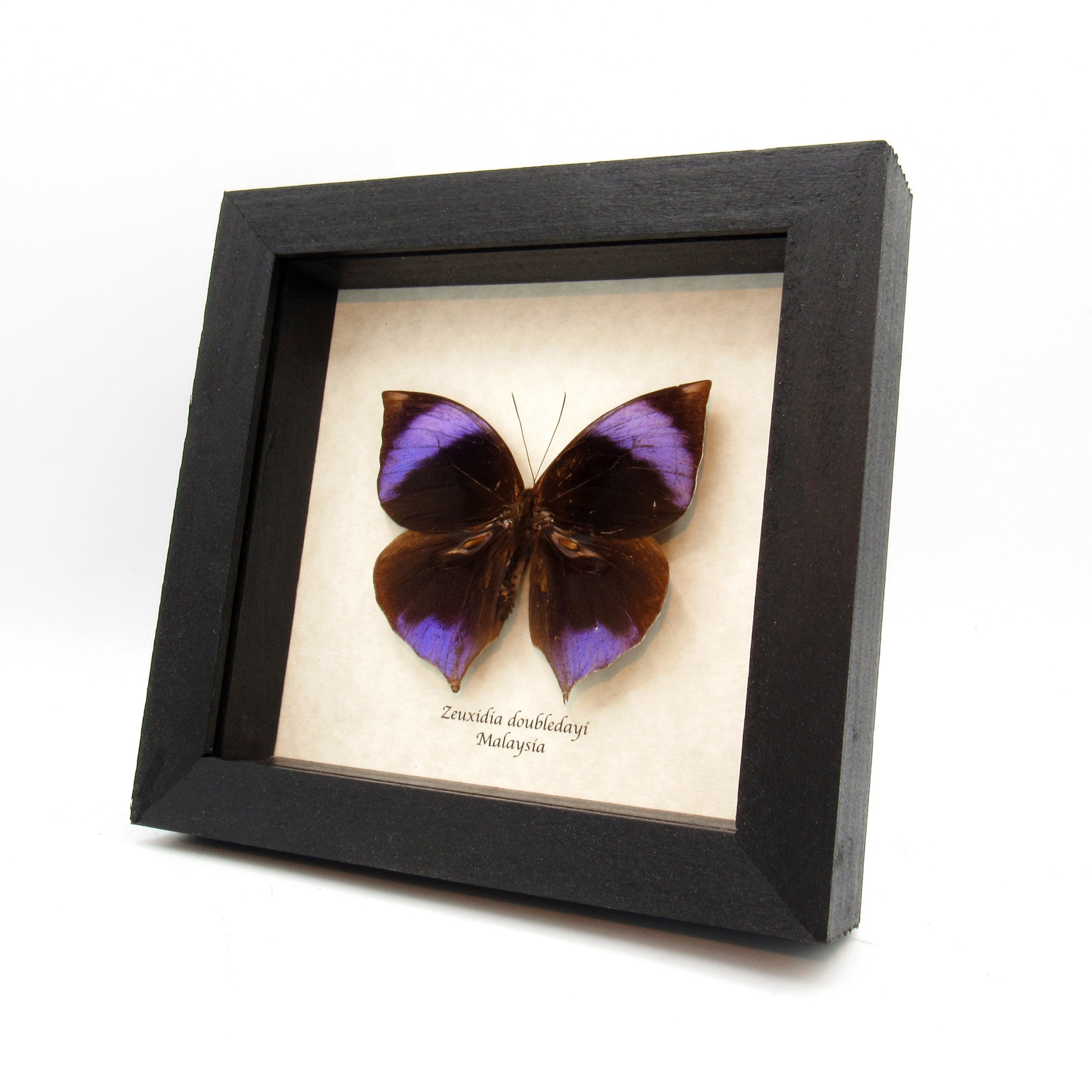 Saturn Butterfly