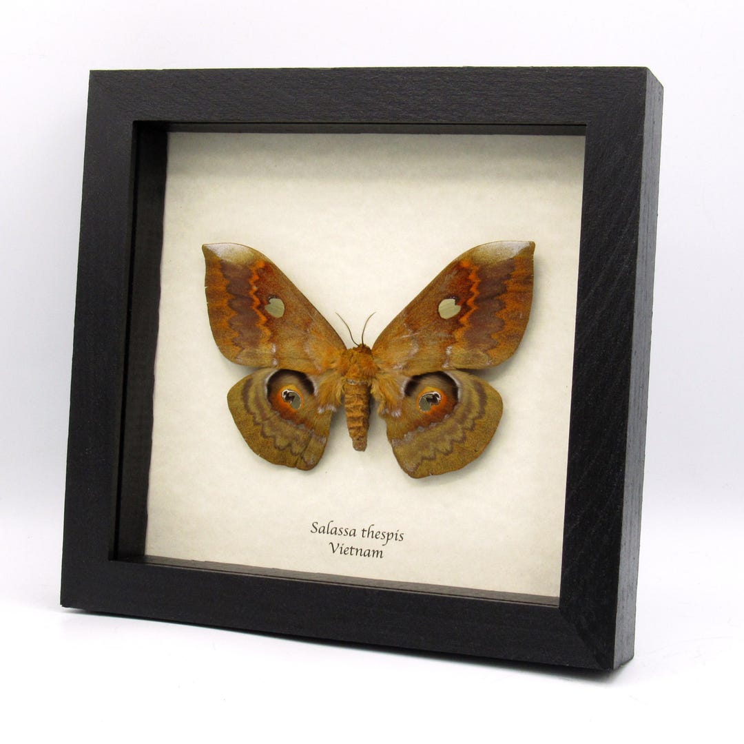 Rare Giant Saturn Moth Framed Taxidermy - Salassa Thespis - Large ...