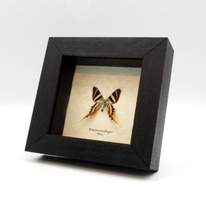 Rare Maroon Geometer Moth Framed Taxidermy Erateina - Etsy