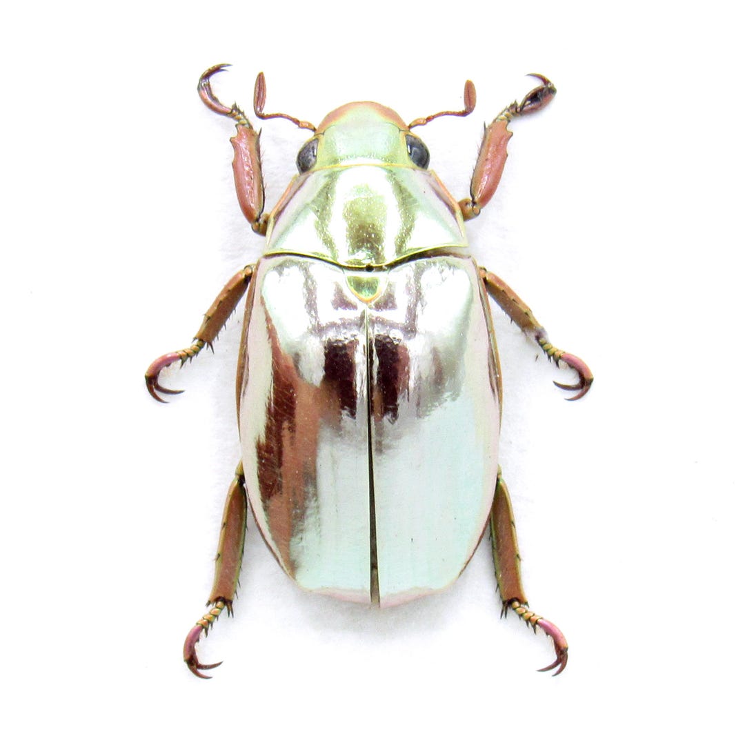 Rare Silver Jewel Beetle Framed Taxidermy - Chrysina Optima - Etsy