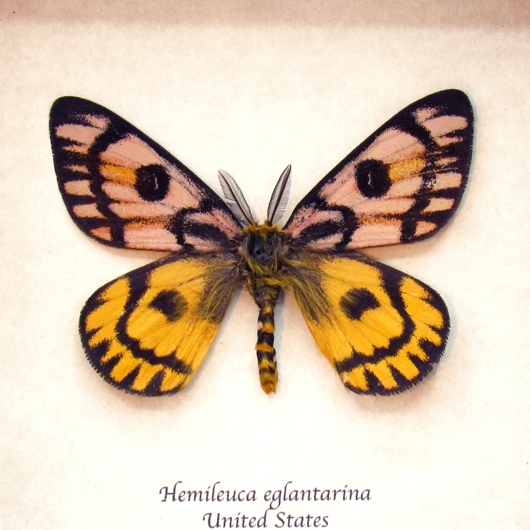 Real Rare Western Sheep Moth Framed Taxidermy Hemileuca Eglantarina - Etsy