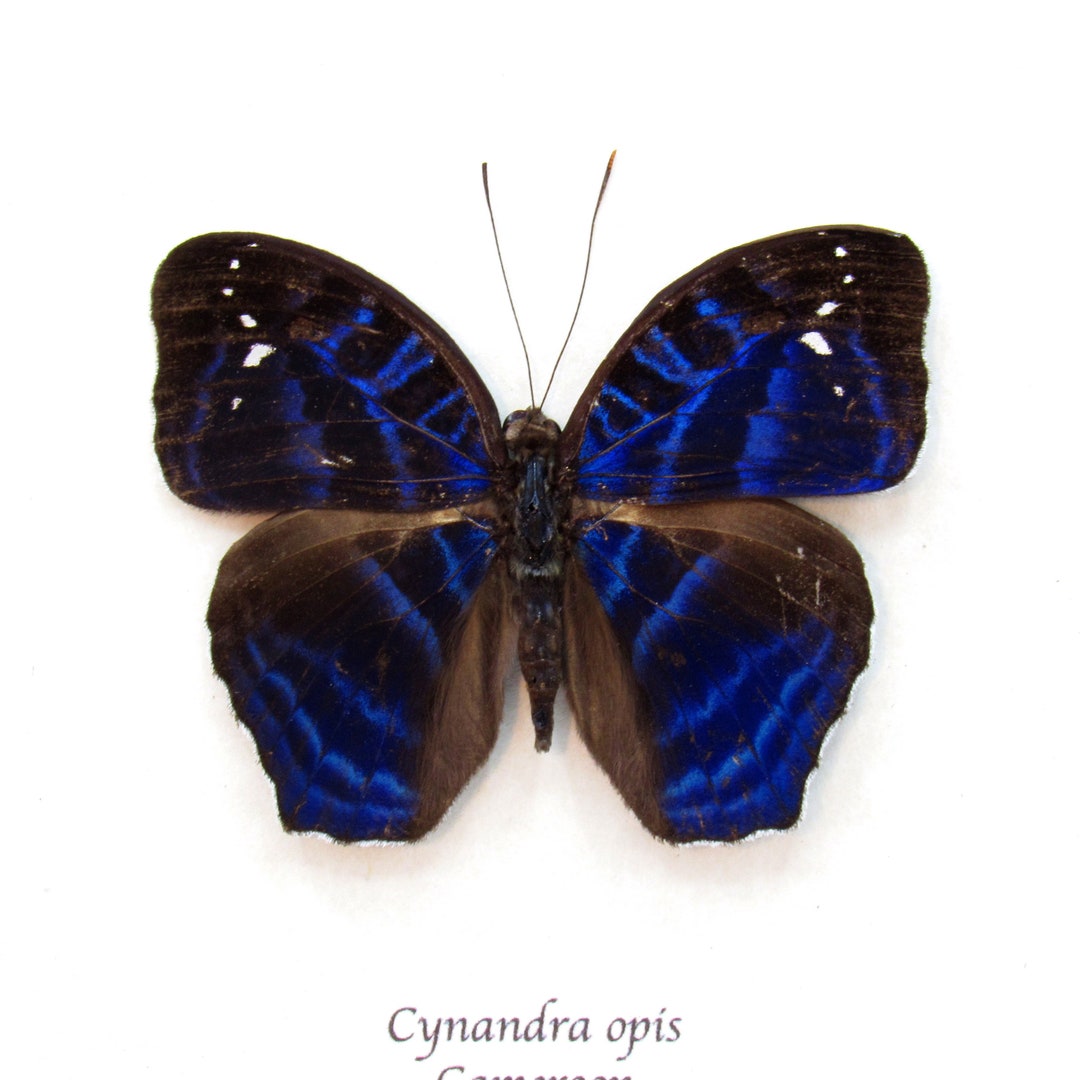 Rare Blue Brilliant Nymph Butterfly Framed Taxidermy - Cynandra Opis - Etsy