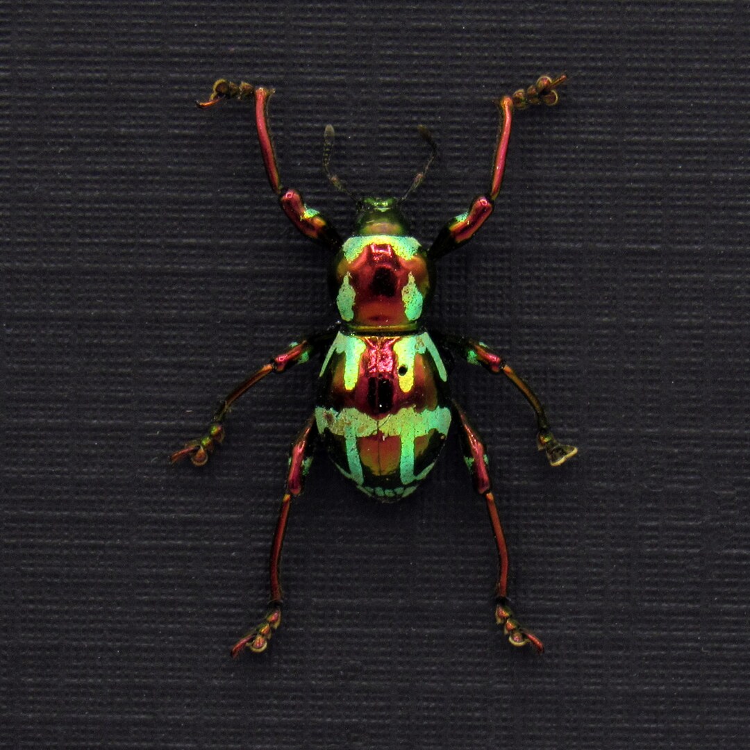 WEEVIL MANIA! Real Metallic Red and Green Weevil Framed Taxidermy ...