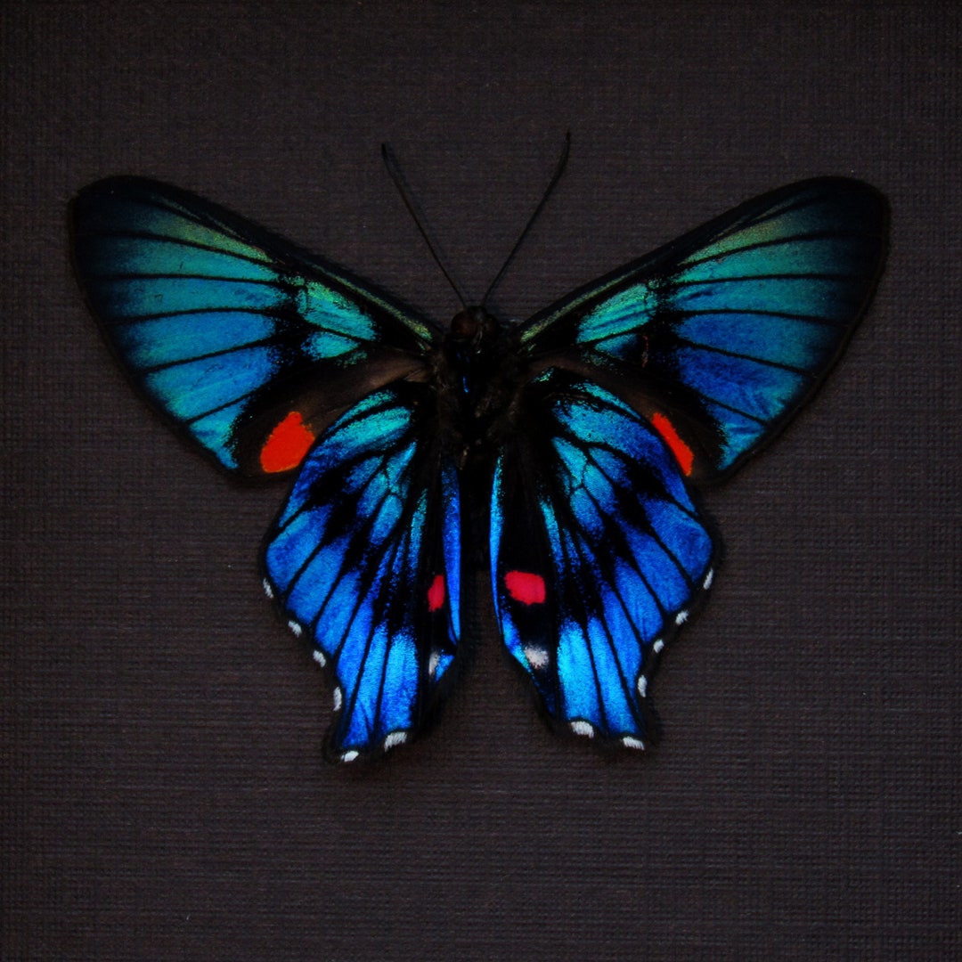 Rare Metalmark Butterfly Framed Taxidermy Ancyluris Inca Victorian ...