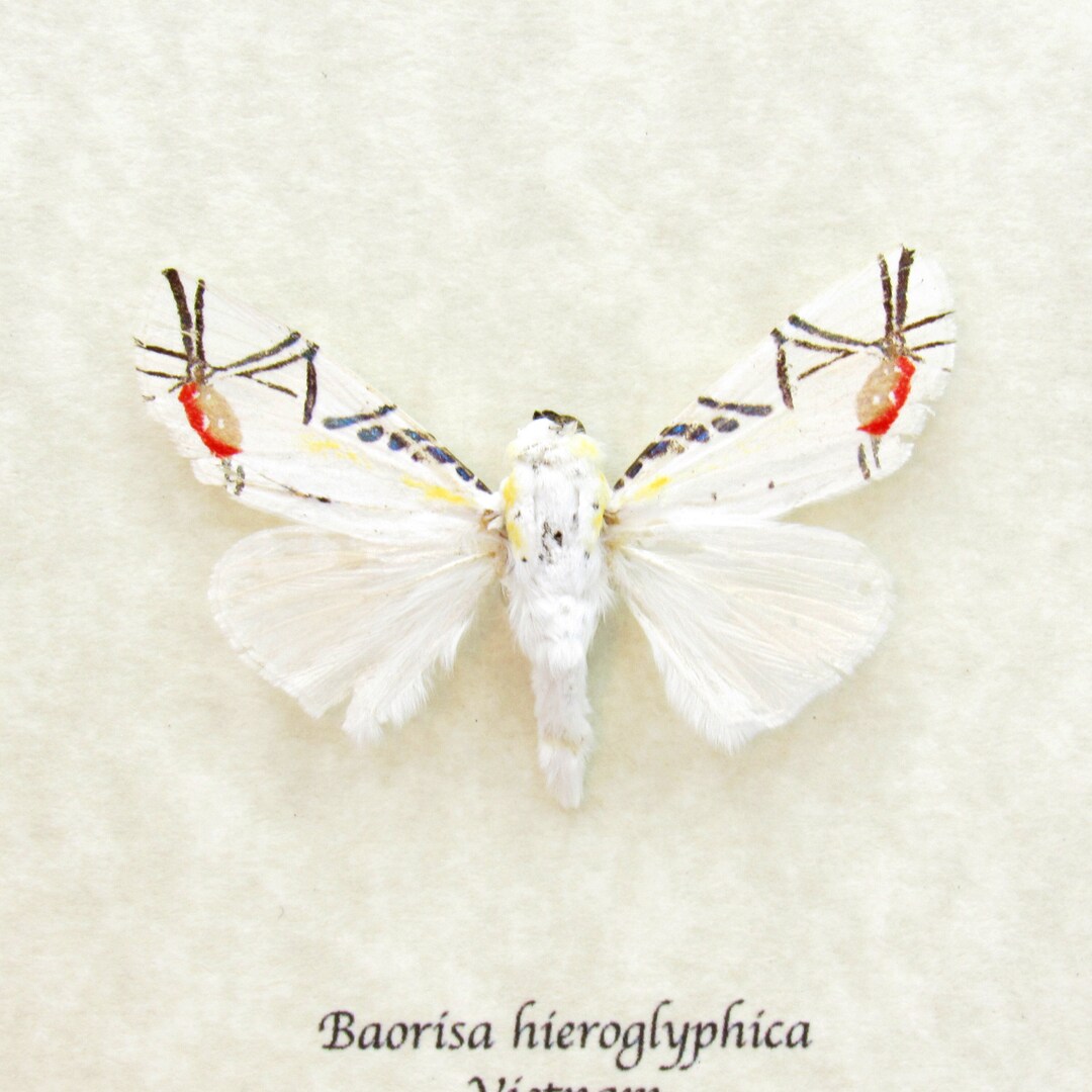 Rare Metallic Picasso Moth Framed Taxidermy Baorisa Hieroglyphica Minor ...