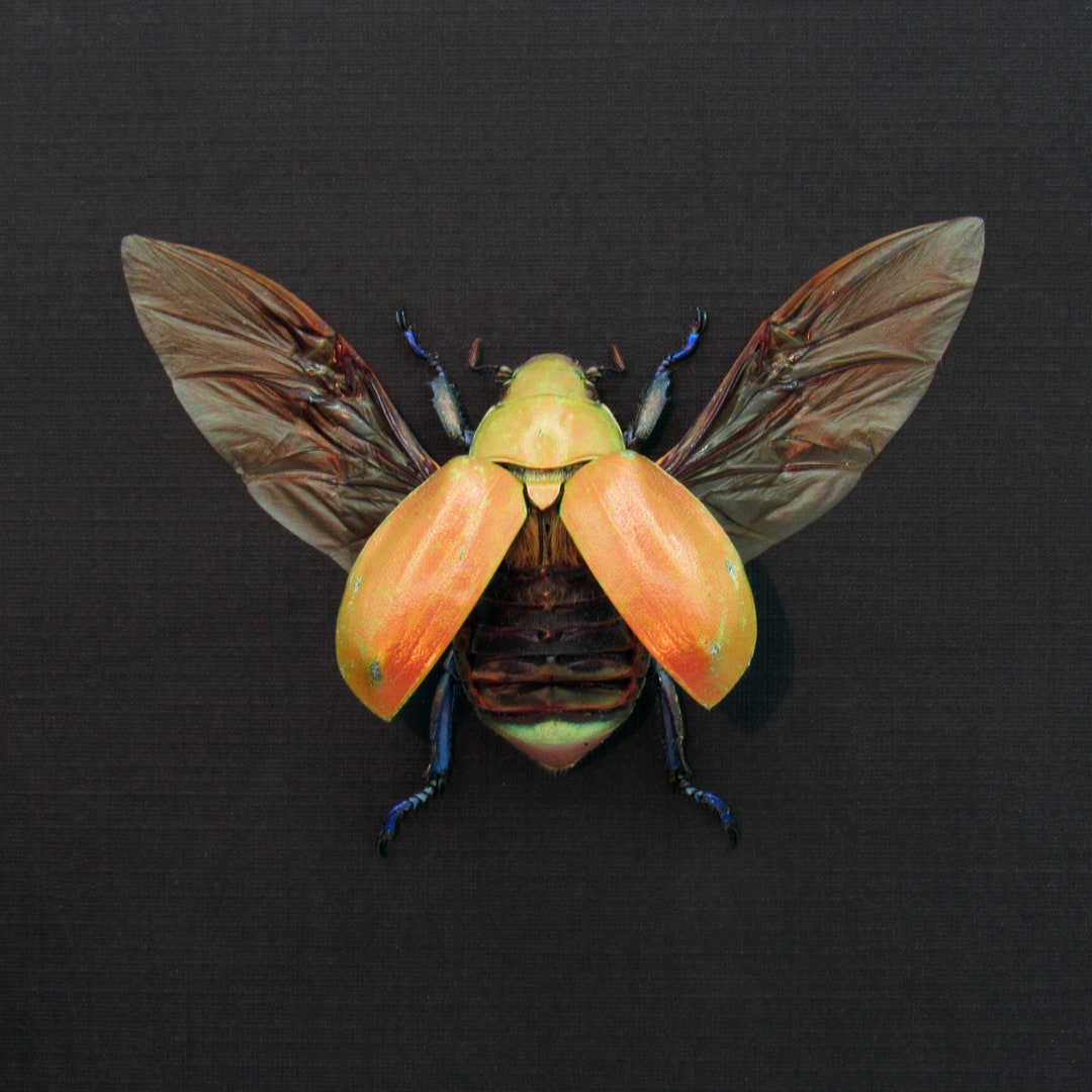 Very Rare Real Jewel Scarab Beetle Framed Taxidermy - Chrysina ...