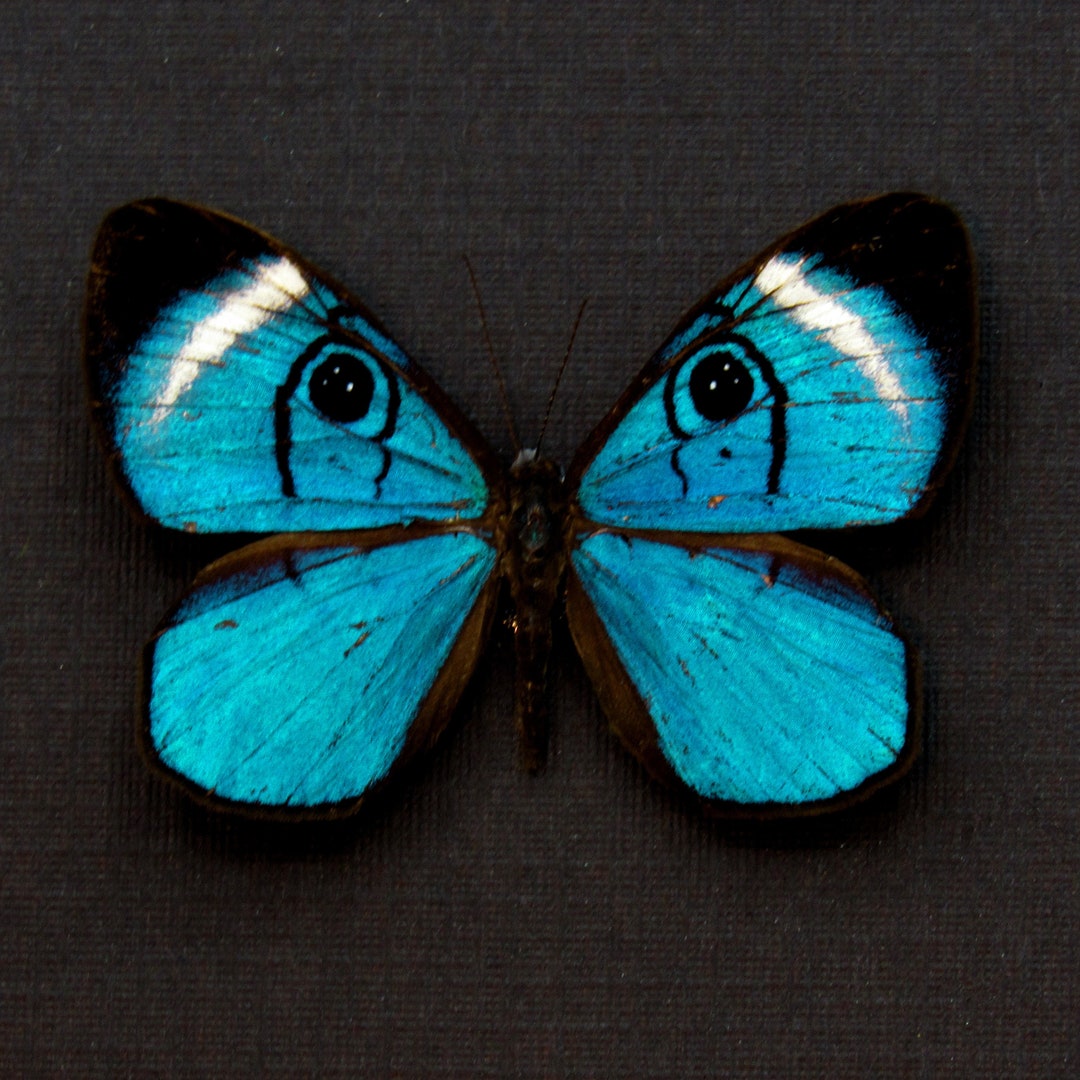 Rare Metallic Blue Metalmark Butterfly Framed Taxidermy - Etsy